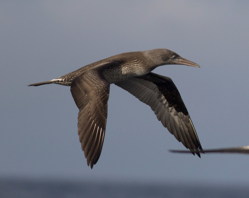 Alcatraz juvenil - Aves Cantábricas
