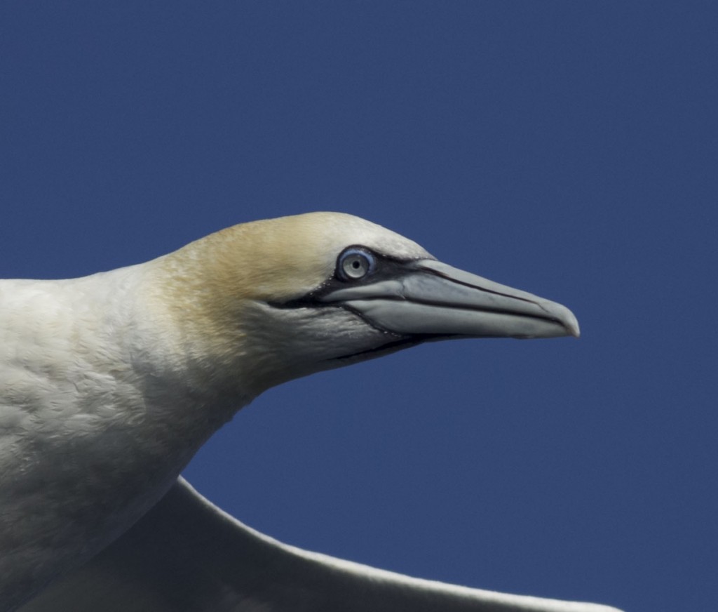 Alcatraz atlántico - Aves Cantábricas